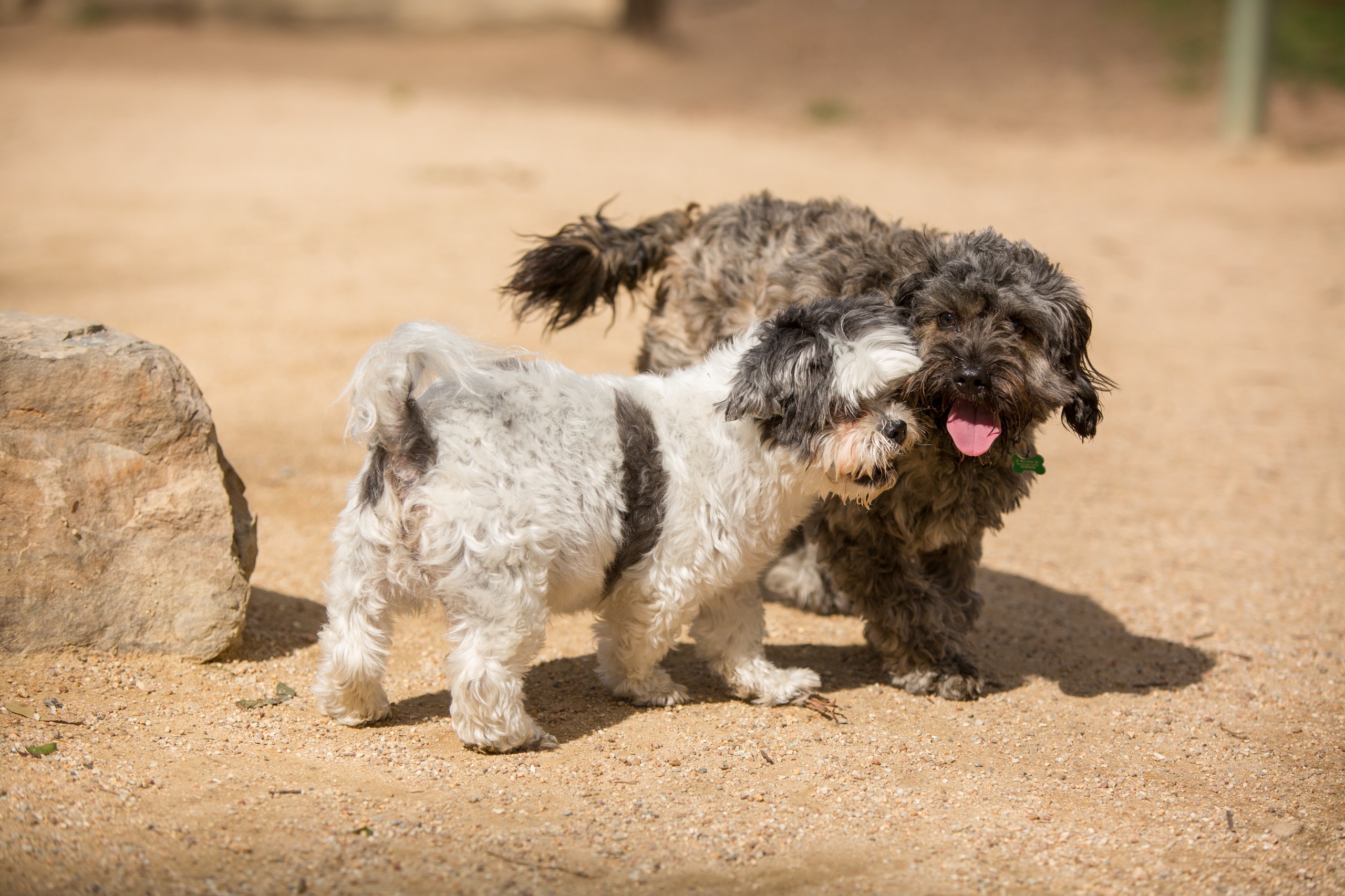 Wantirna Reserve Dog Park and Playground | Knox City Council