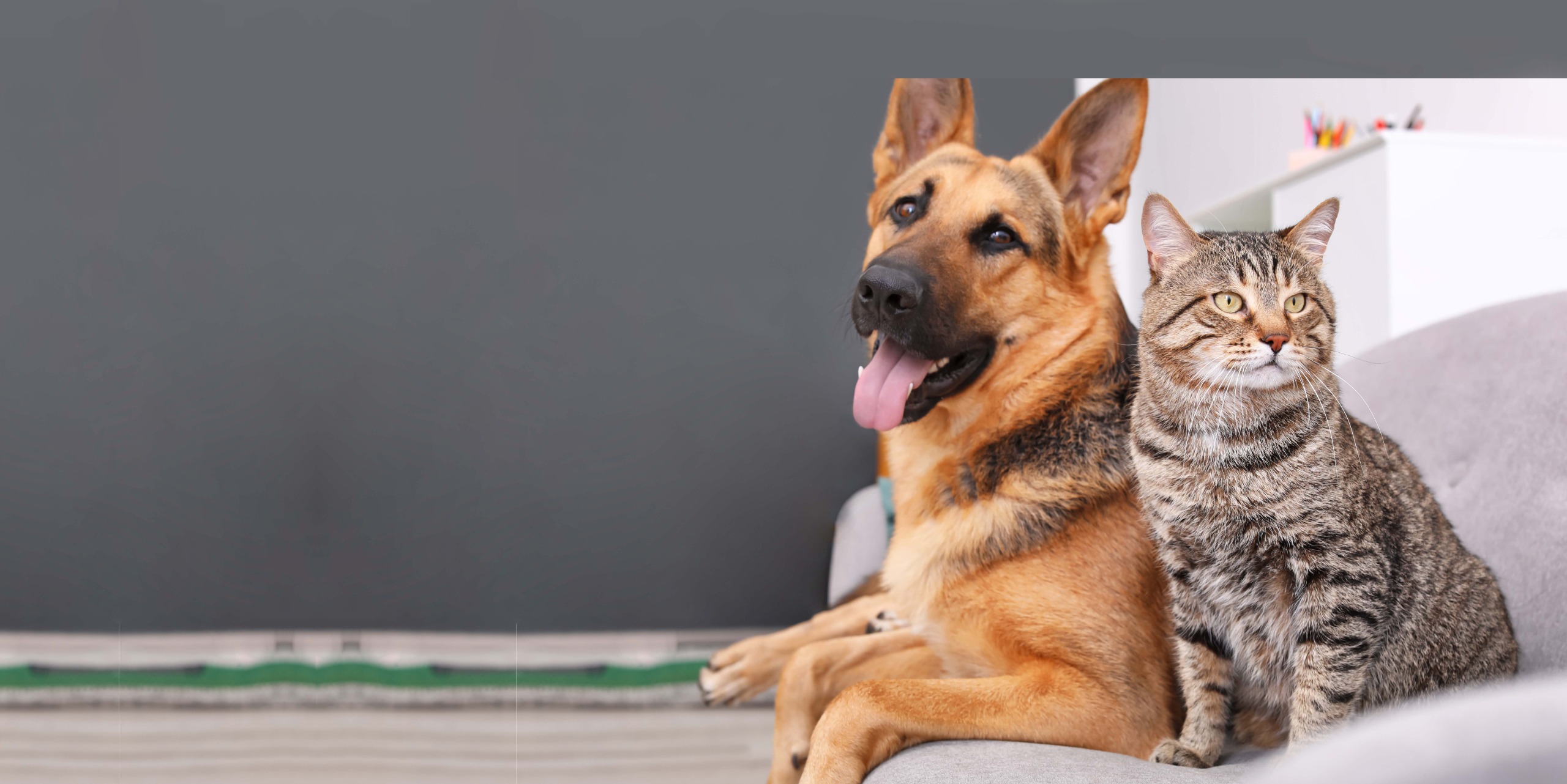 Managing cats and dogs in Knox | Knox City Council